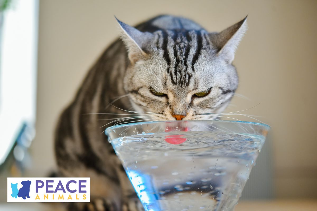Signs of Overheated Cats – PeaceAnimals